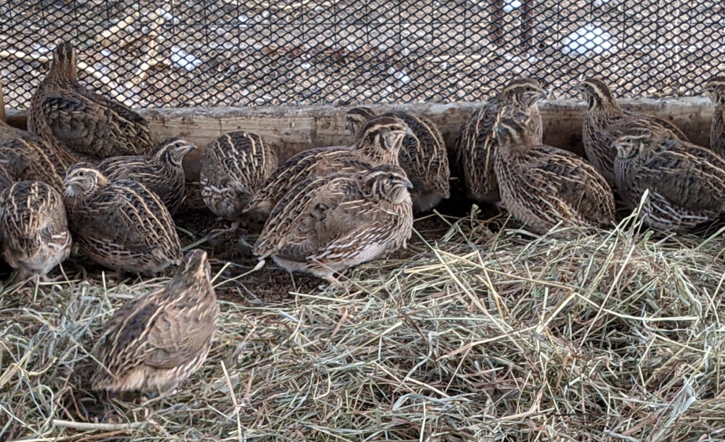 Jumbo Brown Japanese Coturnix Quail – Loudounberry Farm & Garden
